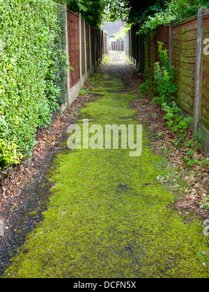 Moss covered passageway with privet hedge and fencing either side ...