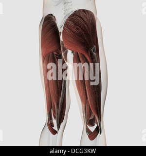 Male muscle anatomy of the human legs, side view Stock Photo - Alamy