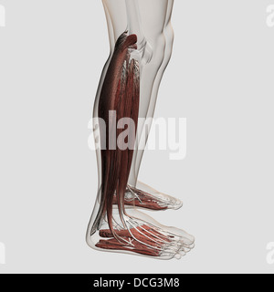 Male muscle anatomy of the human legs, side view Stock Photo - Alamy