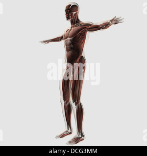 A representation of the human muscular system Stock Photo - Alamy