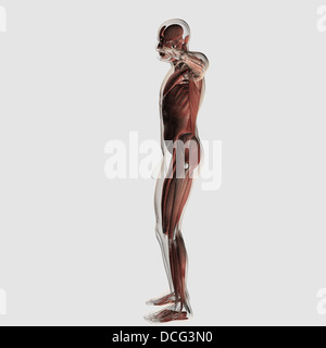 Anatomy of male muscular system, side view Stock Photo - Alamy
