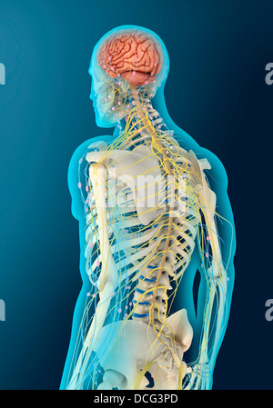 Rear view of human skeletal system showing upper back Stock Photo - Alamy