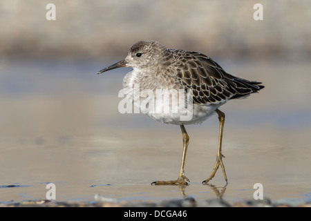 winter plumage female Ruff/ Reeve on the shores of a coastal lagoon ...