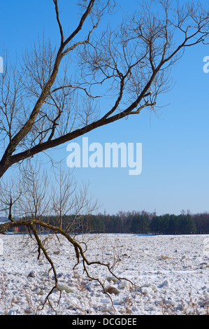 frozen trees drifting in the water, cold winter Stock Photo - Alamy