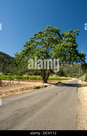 Oak Tree and Road in Napa Valley Stock Photo - Alamy