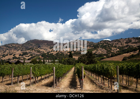 Napa Valley vineyard Stock Photo - Alamy