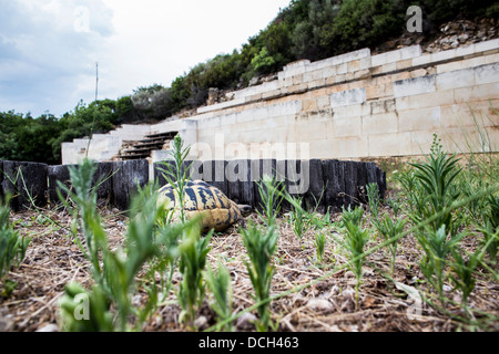 Agora and Stoa of the ancient Stagira, Greece, birthplace of Aristotle ...