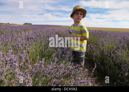 PEOPLE PICKING LAVENDER AT CADWELL FARM,HITCHIN,HERTFORDSHIRE Stock ...