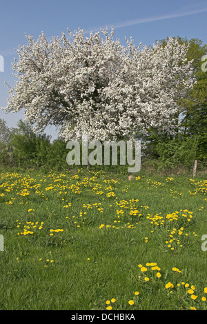 Apple, fruit tree, fruit-bearing tree, Kultur-Apfel, Apfelbaum, Obst ...