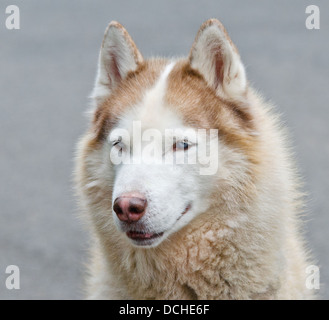 Siberian Husky headshot with blue eyes with spring blossom all around ...