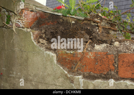 Damage to masonary by ivy and bramble roots Stock Photo - Alamy