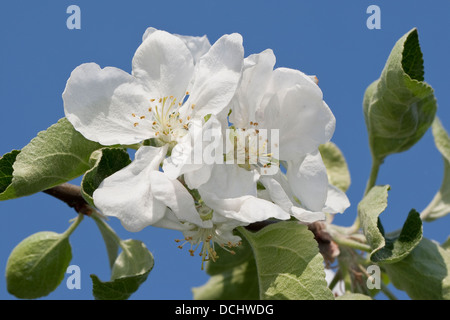 Apple, fruit tree, fruit-bearing tree, Kultur-Apfel, Apfelbaum, Obst ...