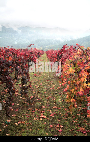Fall Colors Napa Valley Vineyards Stock Photo - Alamy
