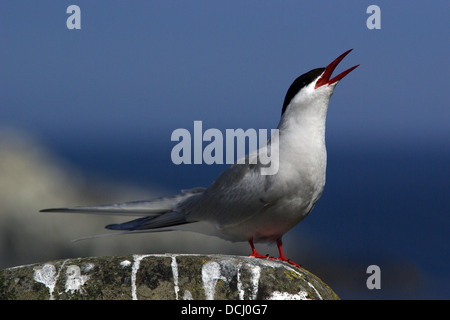 Arctic terns (Sterna paradisea) Arctic Tern, animals, birds, Arctic ...