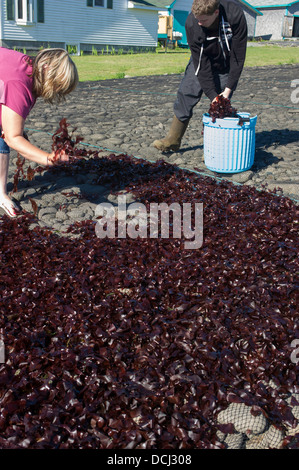 dulse Grand Manan New Brunswick Canada Stock Photo - Alamy