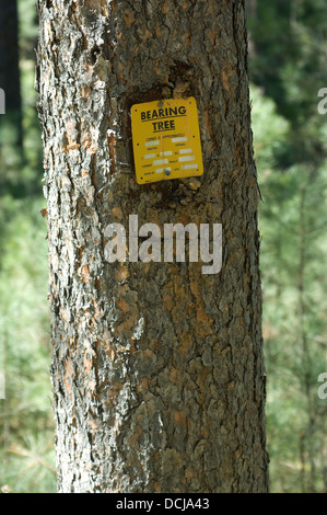 Land Survey Bearing Tree Marker Stock Photo - Alamy