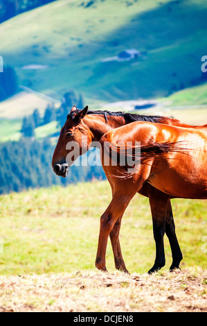 Sunrise in the farm with beautiful horses . copy space for text Stock ...