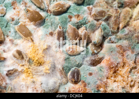 Brown bread going mouldy Stock Photo - Alamy