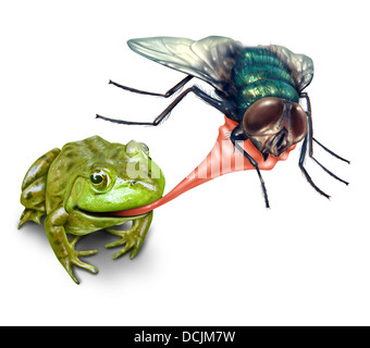 Frog catching fly with tongue Stock Photo - Alamy