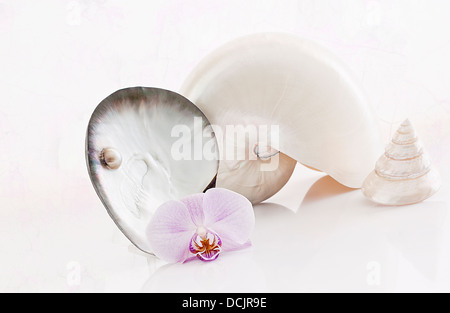 shells and orchid Stock Photo - Alamy