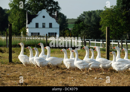 GERMANY, Saxonia, Wermsdorf, geese breeding for meat and down ...