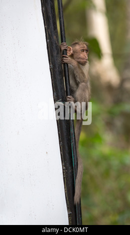 A monkey sits on a billboard Stock Photo - Alamy