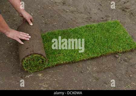 Green grass in rolls for lawn and designer landscape. The stacking of ...