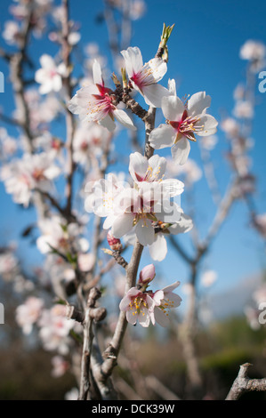 Almond trees in bloom in the park Quinta de los Molinos in Madrid, on ...