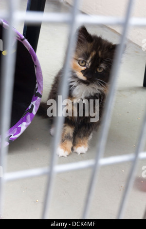 RSPCA Blackberry Farm Animal Centre - Waddesdon - Buckinghamshire Stock ...