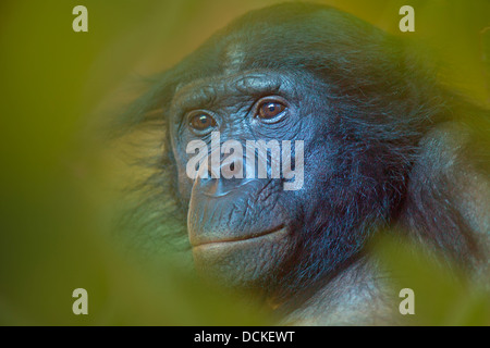 Bonobo or Dwarf Chimpanzee Pan paniscus Stock Photo - Alamy