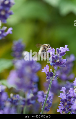 lavandula blue purple flowers flowering with bee Stock Photo - Alamy