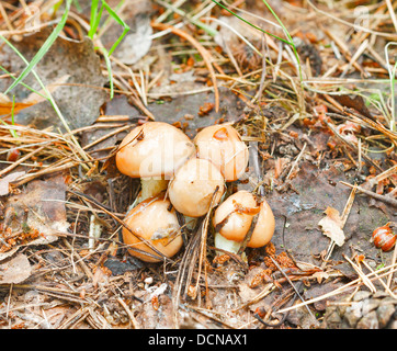 fresh boletus mushrooms family growing closeup Stock Photo - Alamy