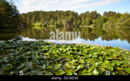 The Moat Pond Thursley Common Stock Photo - Alamy