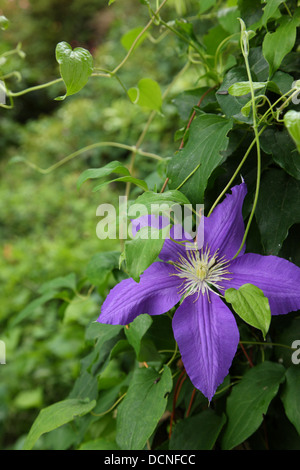 Violet wild climber flower blossoming macro botanical background ...