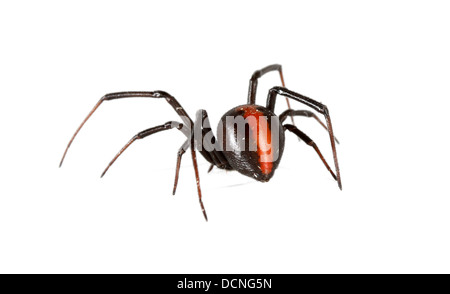 redback spider photographed on a white background, digitally adjusted ...