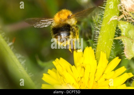 Bee. Anthophora plumipes (Anthophoridae) in flight Stock Photo - Alamy