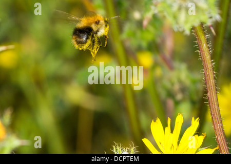 Bee. Anthophoridae Anthophora Plumipes in flight Stock Photo - Alamy