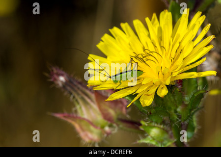Nymph of either the short-winged or the long-winged Conehead Cricket ...