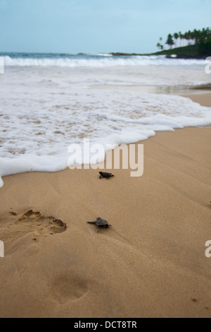 Baby loggerhead turtle (Caretta caretta) making its journey to the sea ...