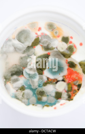 Fungal growth on mouldy Yoghurt UK Stock Photo - Alamy