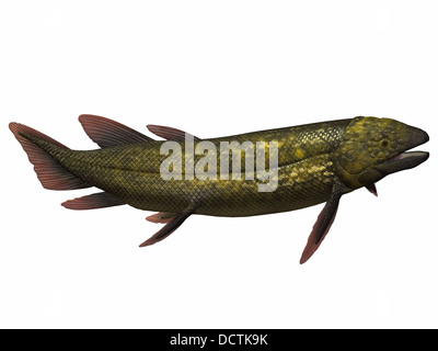 Dipterus is an extinct freshwater lungfish from the Devonian Period of ...