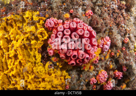 tubastrea sun coral invader species at Arraial do Cabo, Rio de Janeiro ...