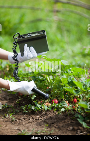 measuring radiation levels of strawberries Stock Photo - Alamy