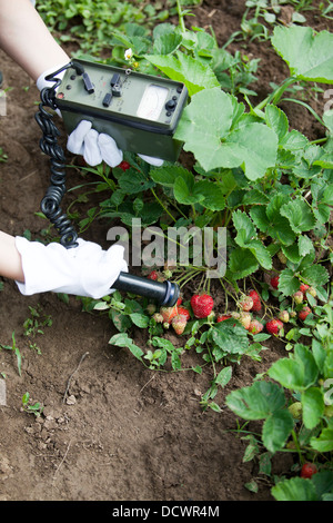 measuring radiation levels of strawberries Stock Photo - Alamy