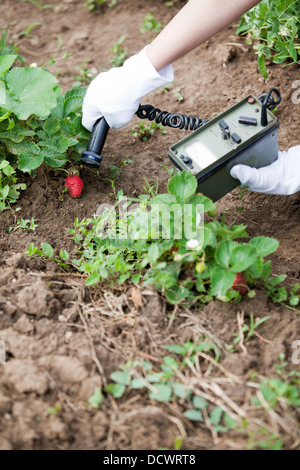 measuring radiation levels of strawberries Stock Photo - Alamy