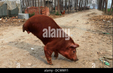 Two-Legged Pig A pig born without its behind legs has been taught to ...