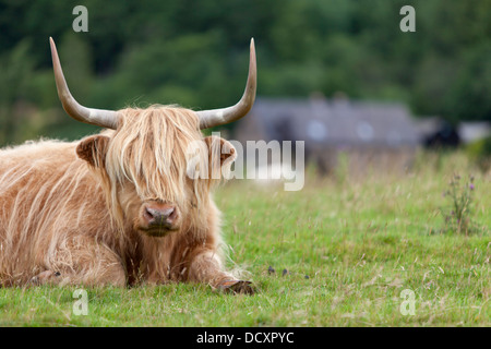Red Highland cattle on the Kerry Ridgeway near Bishops Castle ...
