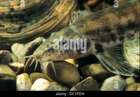 Stone loach, Stone-loach, Bachschmerle, Schmerle, Barbatula barbatula ...