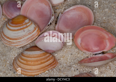 Baltic macoma, Baltic clam, Baltic tellin, Baltische Plattmuschel ...