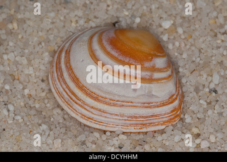 Baltic macoma, Baltic clam, Baltic tellin, Baltische Plattmuschel ...